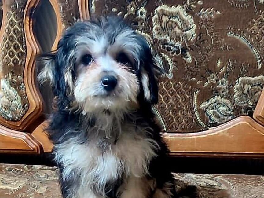 Мальтипу f1 мальчик