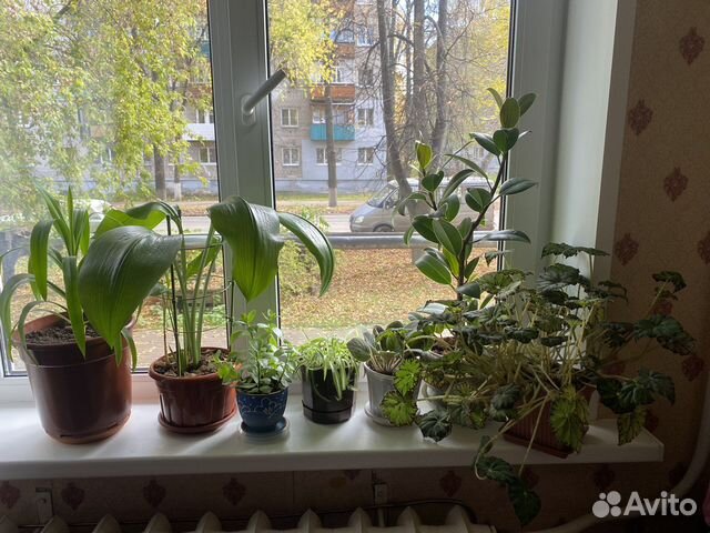 Комнатные растения купить в Нижнем Новгороде | Товары для дома и дачи ...