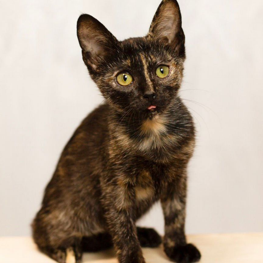 Чуча ищет дом