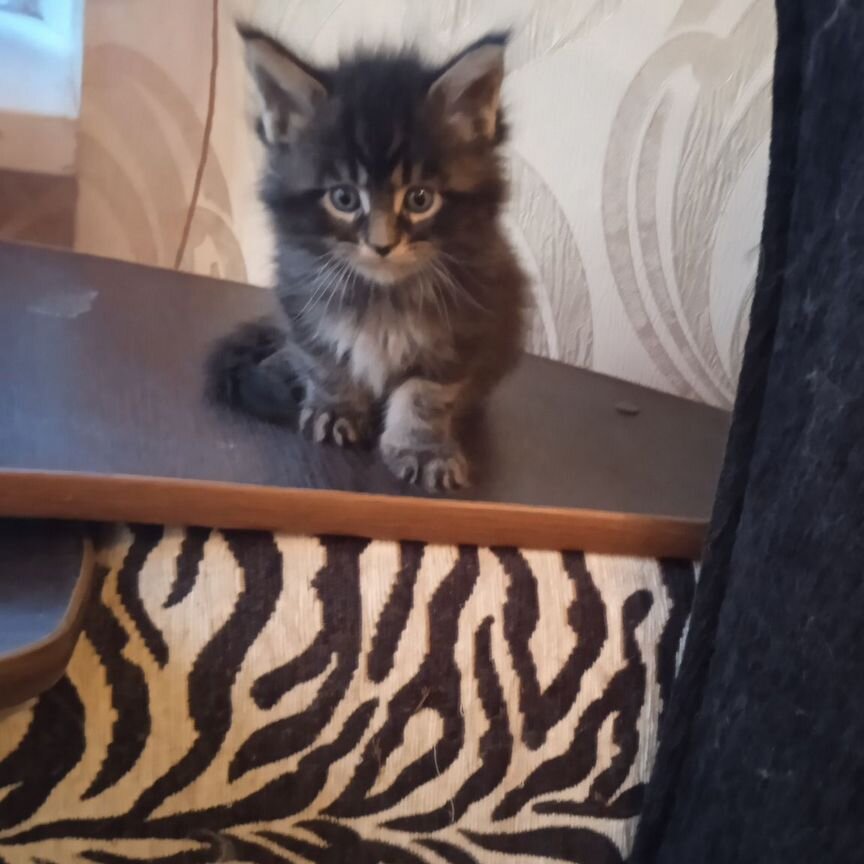 Котята мейн-кун