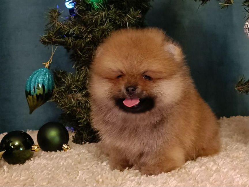 Померанский шпиц