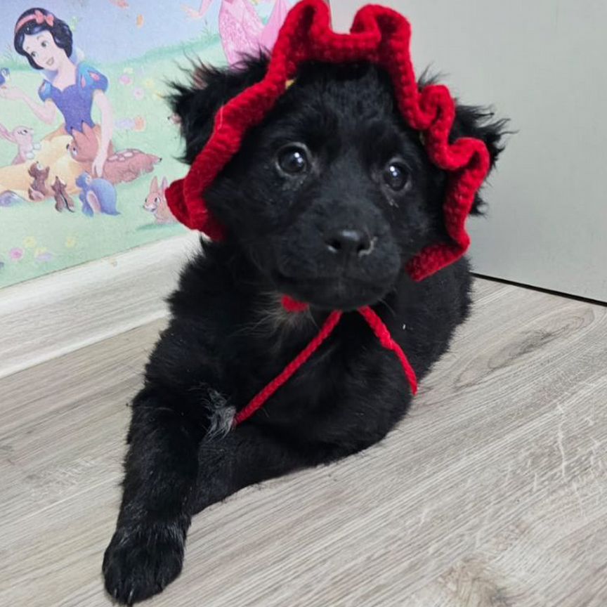 Щенок в добрые руки