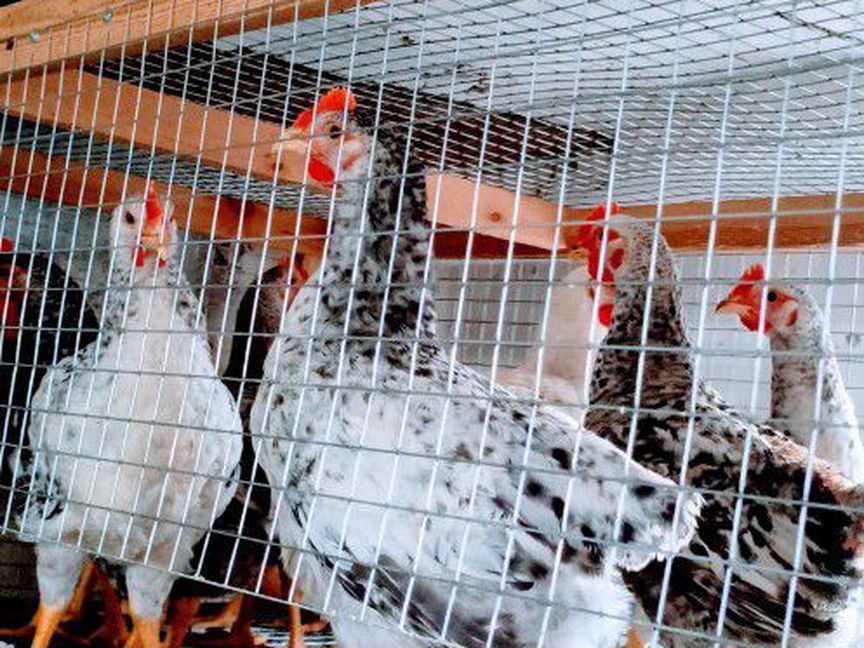 Молодые петушки Мастер грей