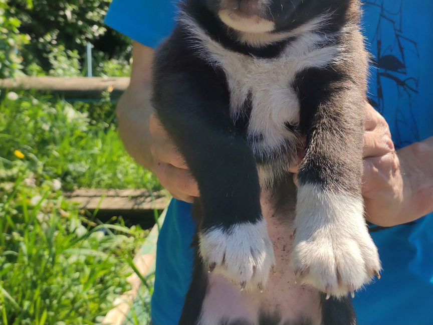 Щенки для охраны