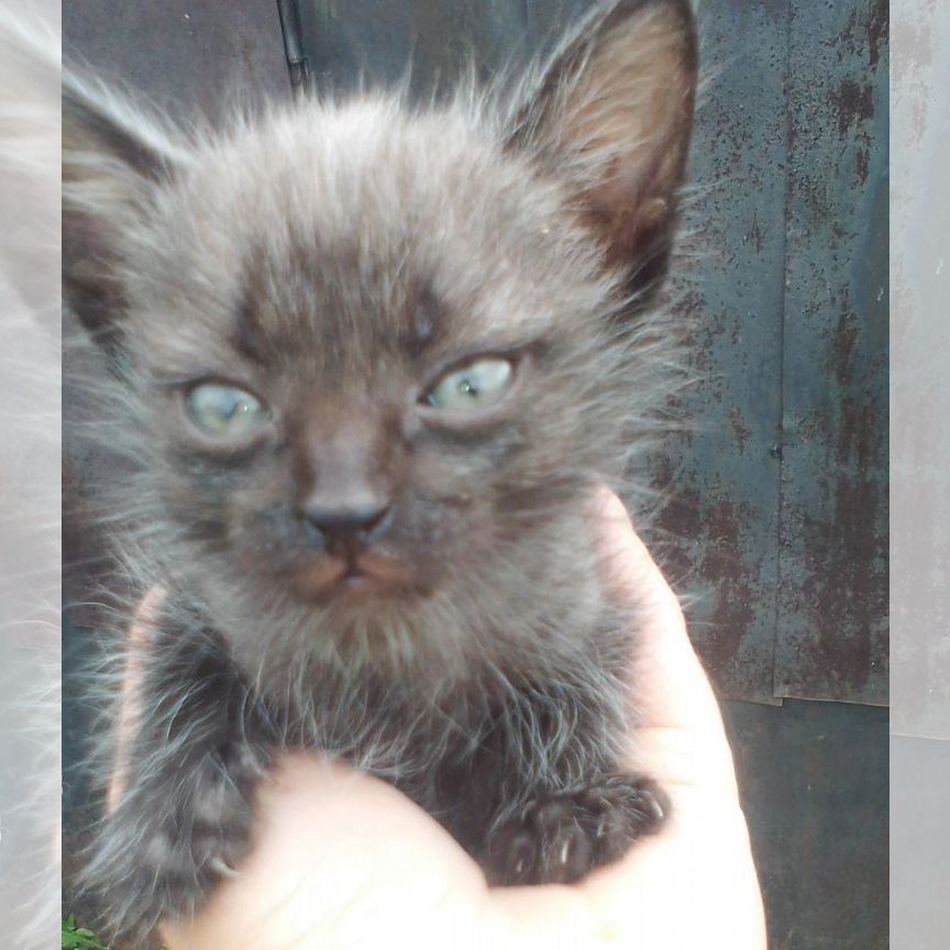Котенок мальчик бесплатно