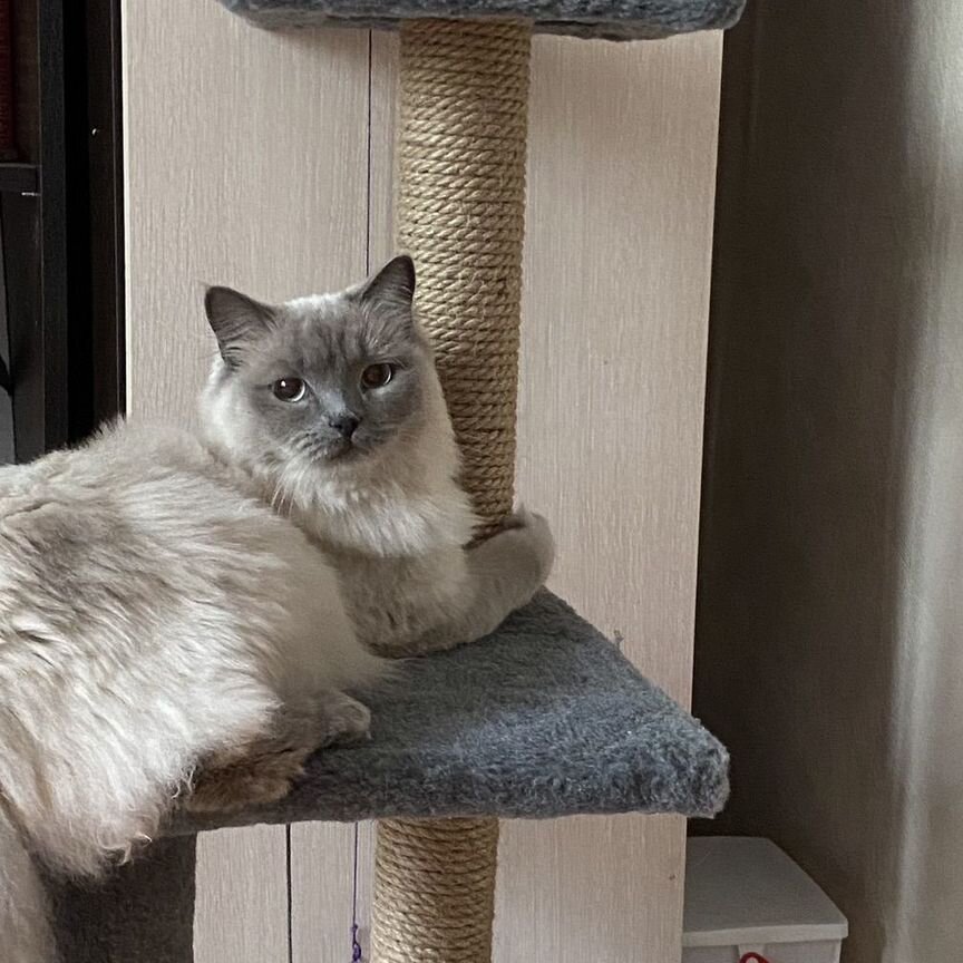 Кошка регдолл