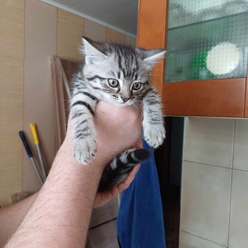 Серебристая кошечка