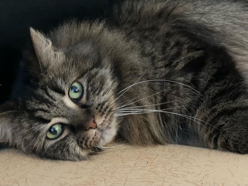 Кошка в добрые руки