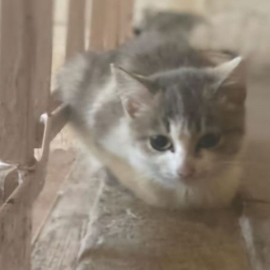 Бросили котенка
