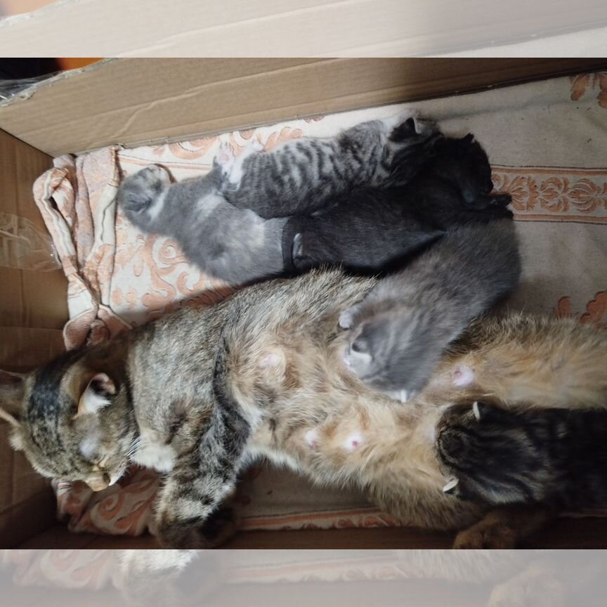 Котёнок в добрые руки