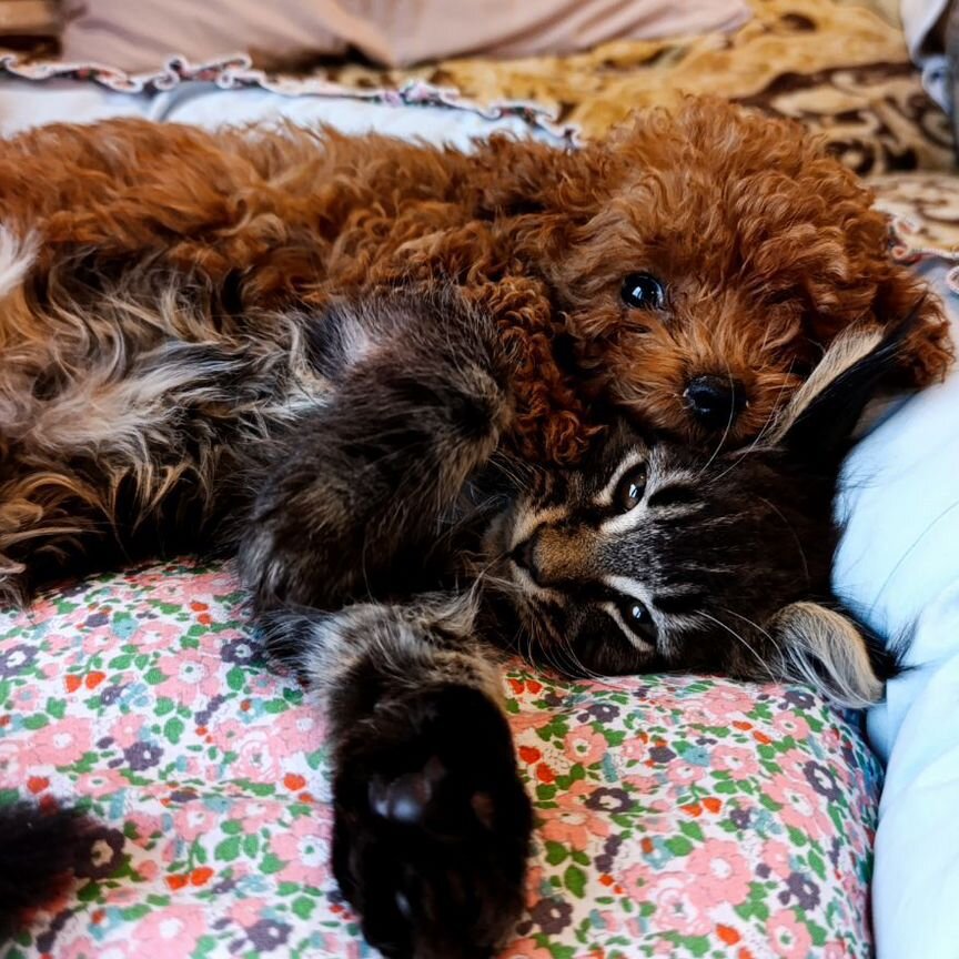 Мейн-кун котёнок