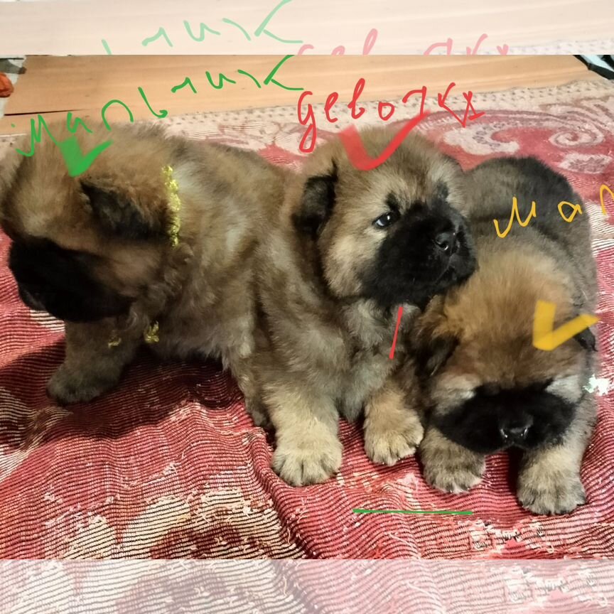 Чау-чау, щенок