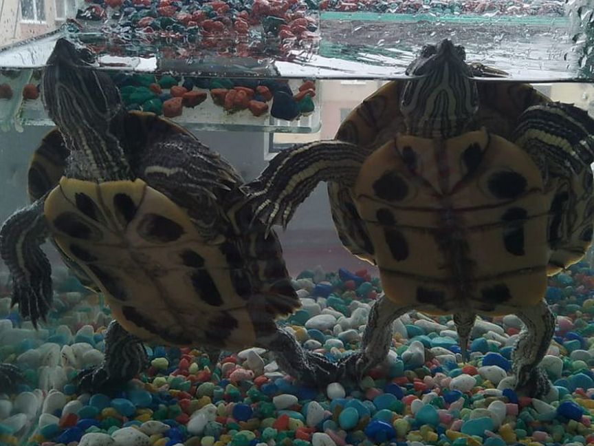 Отдам бесплатно в хорошие руки красноухих черепах