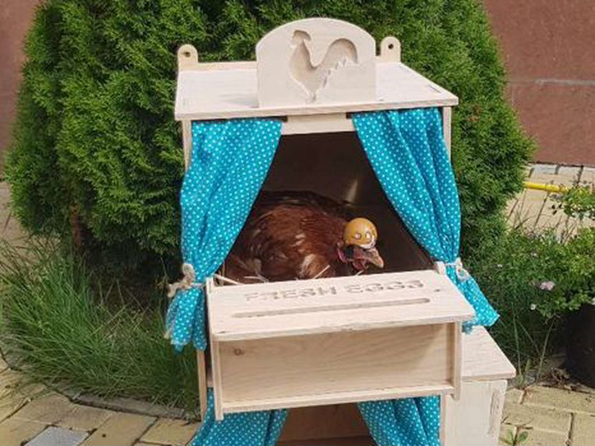 Гнездо для кур с яйцесборником. Кормушка