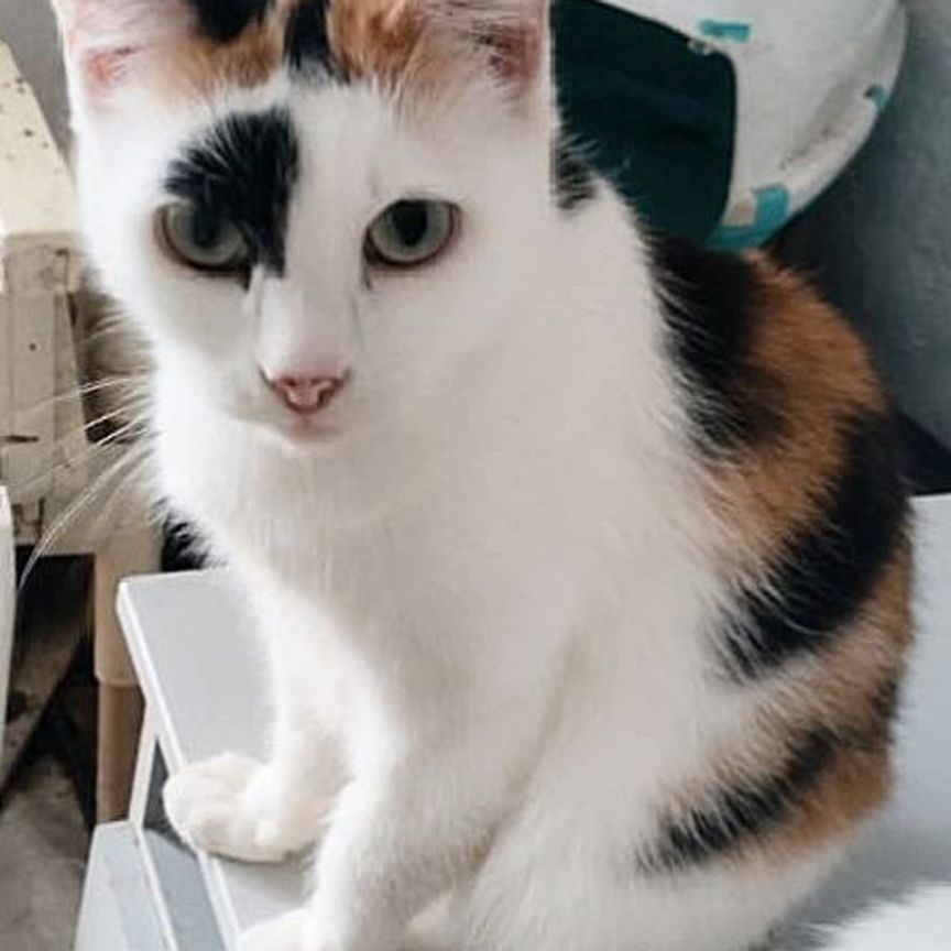Кошка 5 лет мышеловка трехцветная