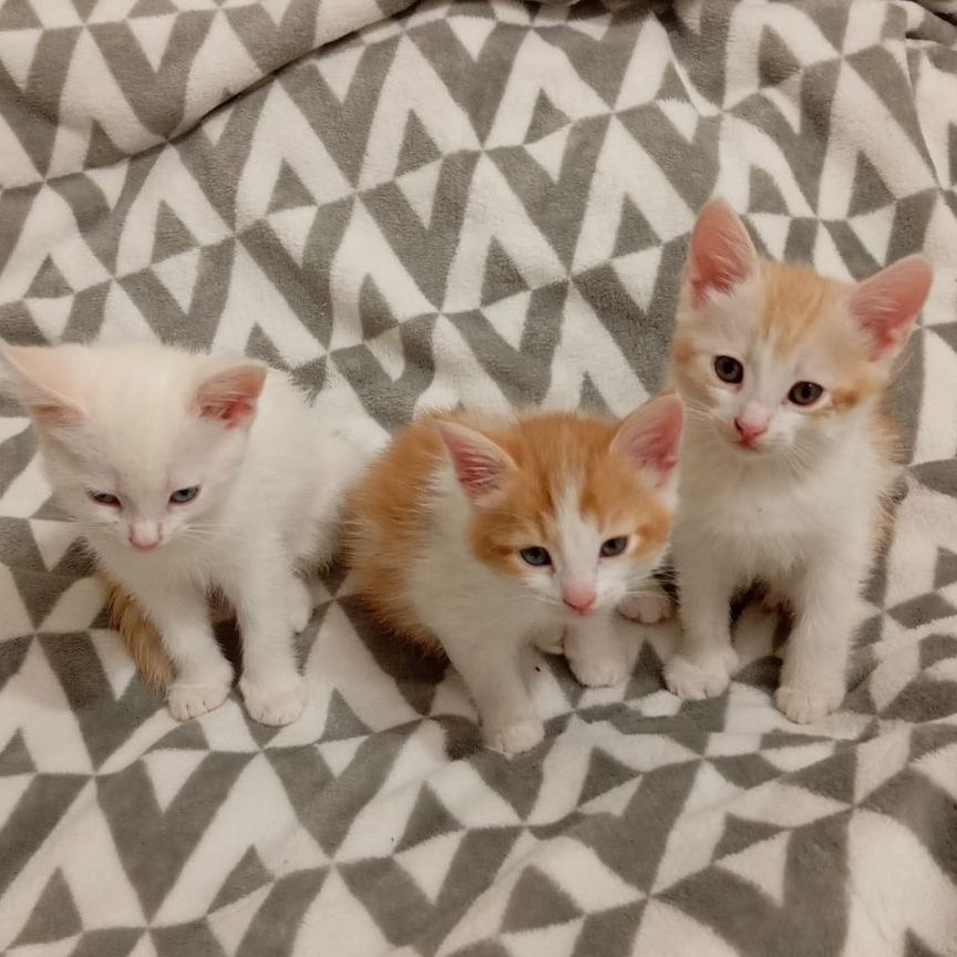 Отдам бесплатно котят в добрые руки