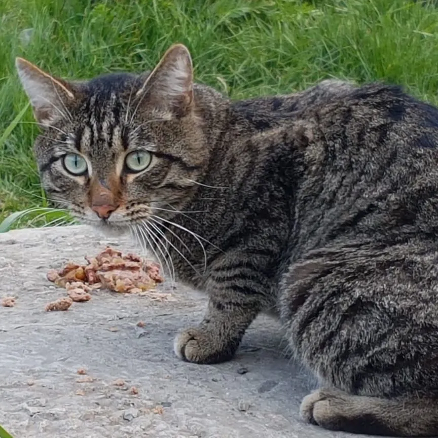 Коту нужна помощь. Не проходите мимо