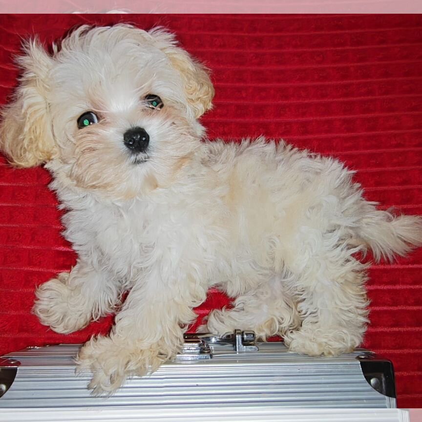 Щенки Мальтипу ф1