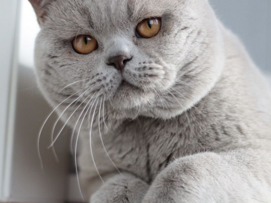 Шикарный британский кот