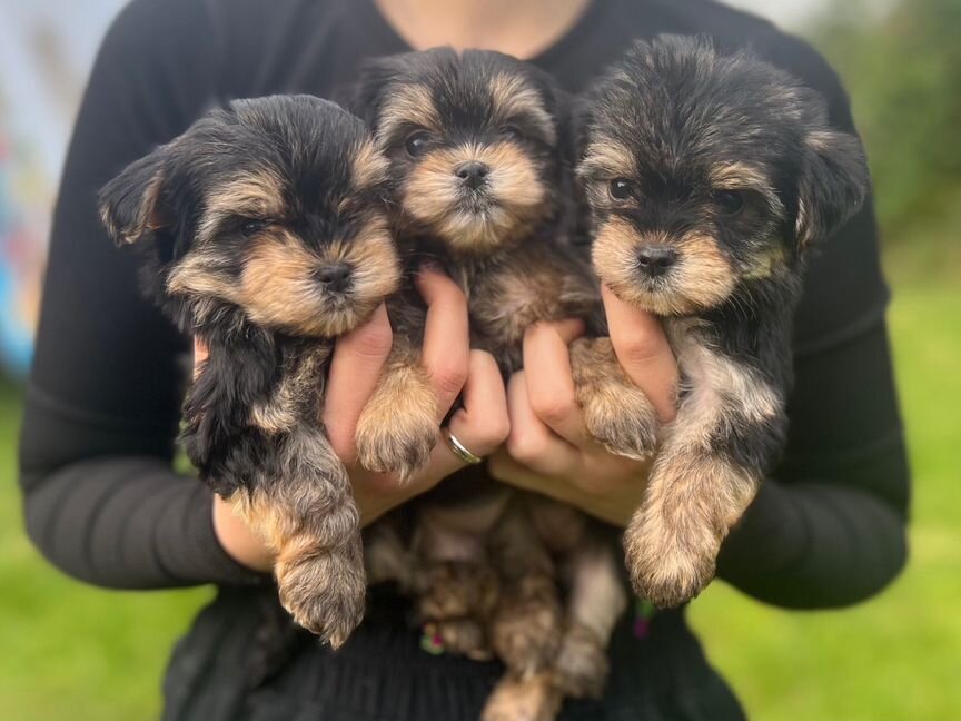 Йоркширский терьер щенки