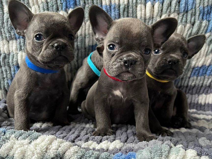 Французский бульдог щенки
