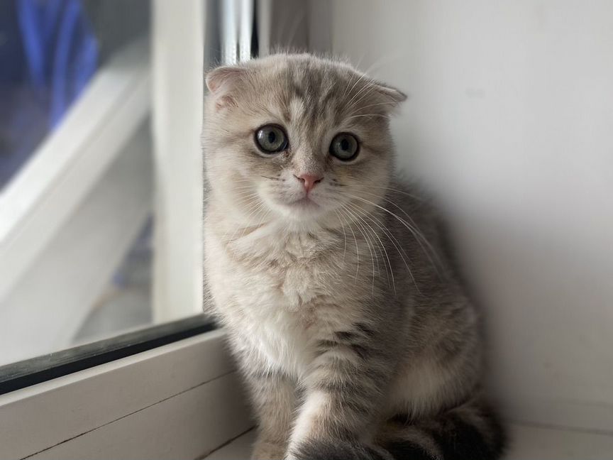 Плюшевые шотландские котята