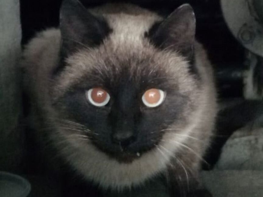 Кошка или котик