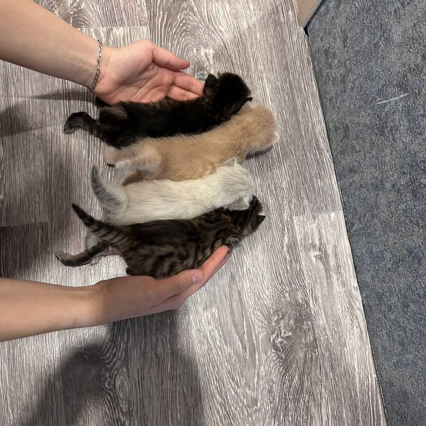 Котята 25.01.2025