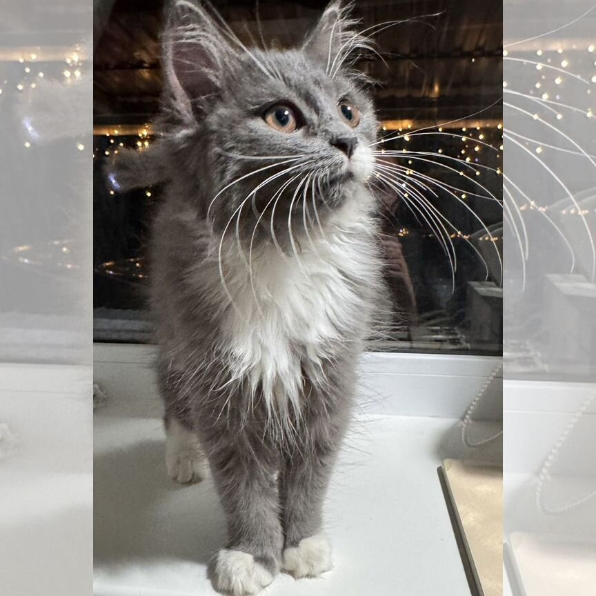 Нибелунг котёнок