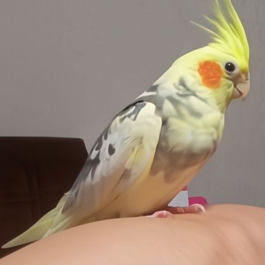 Попугай корелла с клеткой