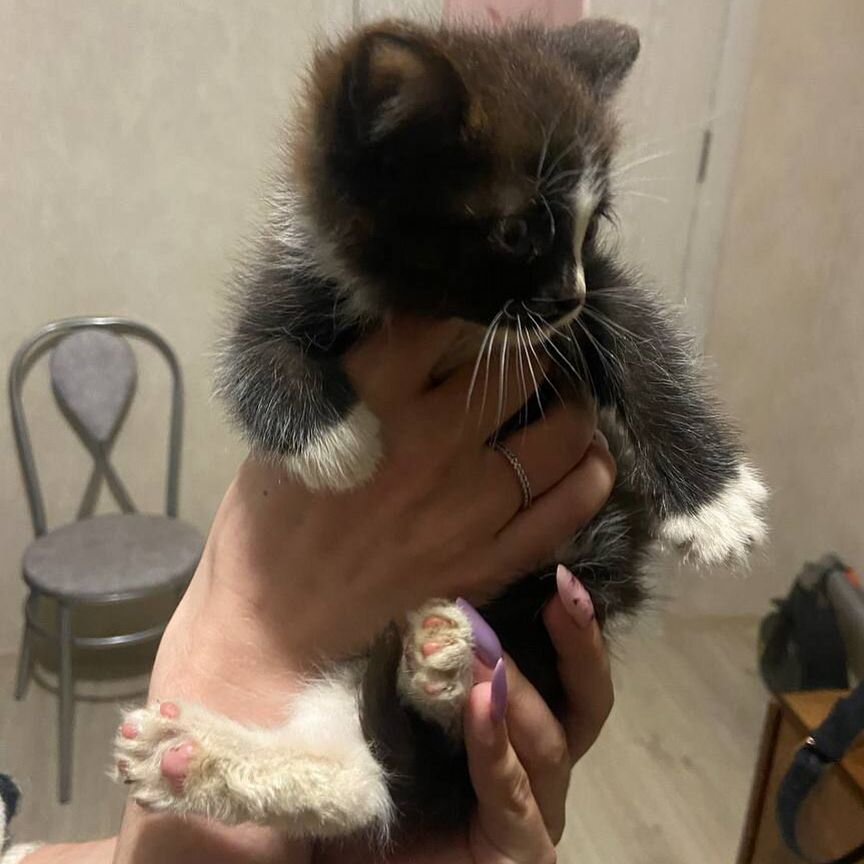 Котёнок в добрые руки