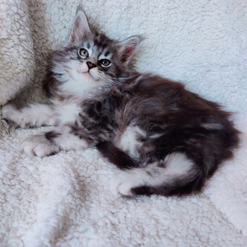 Серебристый Мейн-кун