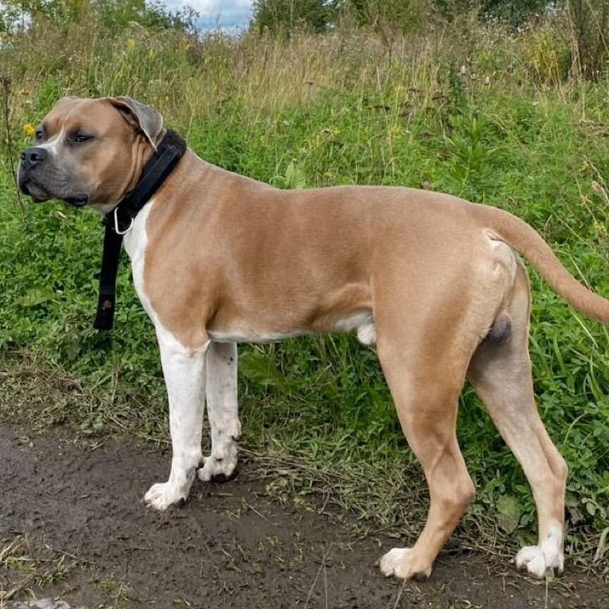 Стаффорд вязка