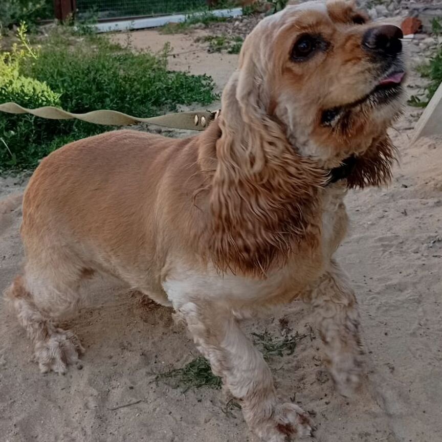 Американский Кокер спаниель вязка