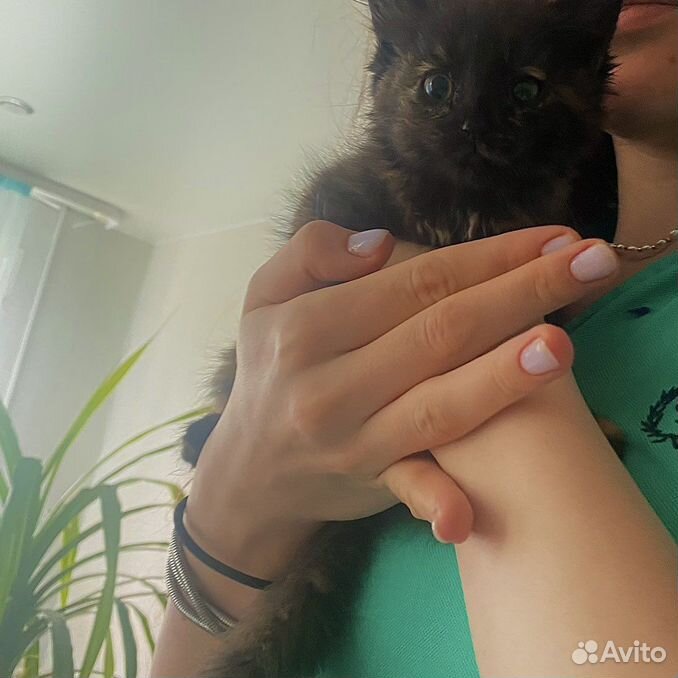 Котеночек очень нуждается в доме