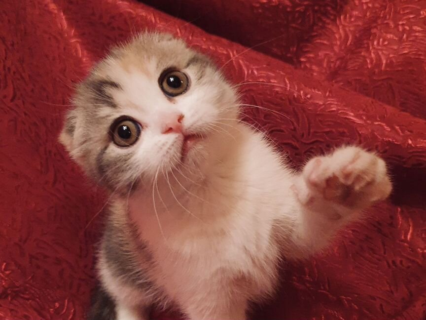 Шотландский котенок Кнопочка Эльза скоттиш фолд