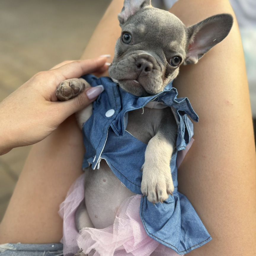 Французский бульдог