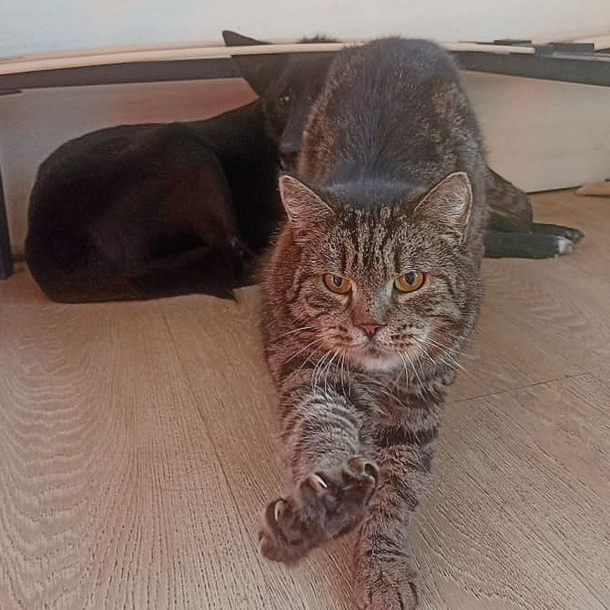 Маэстро Петр