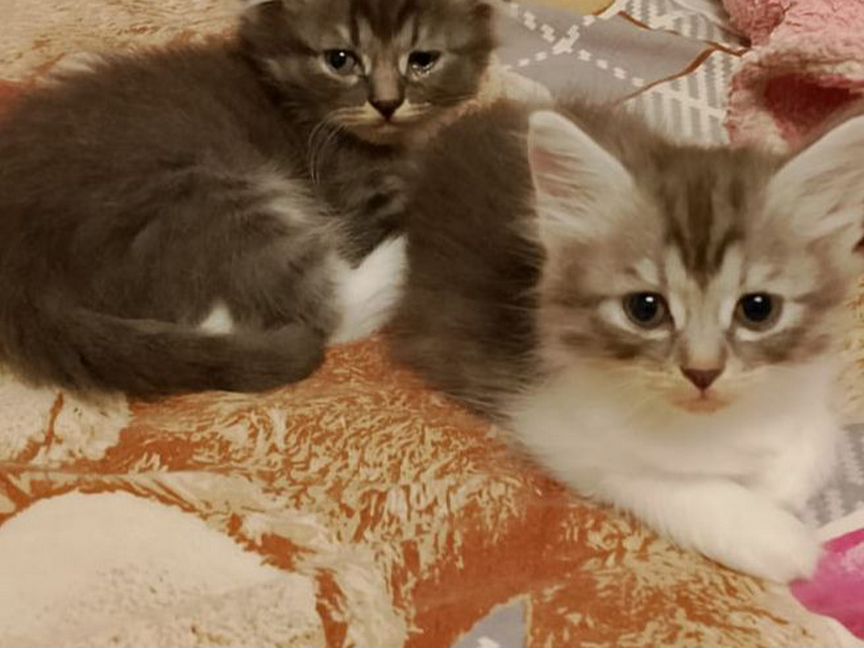Котята в добрые руки бесплатно
