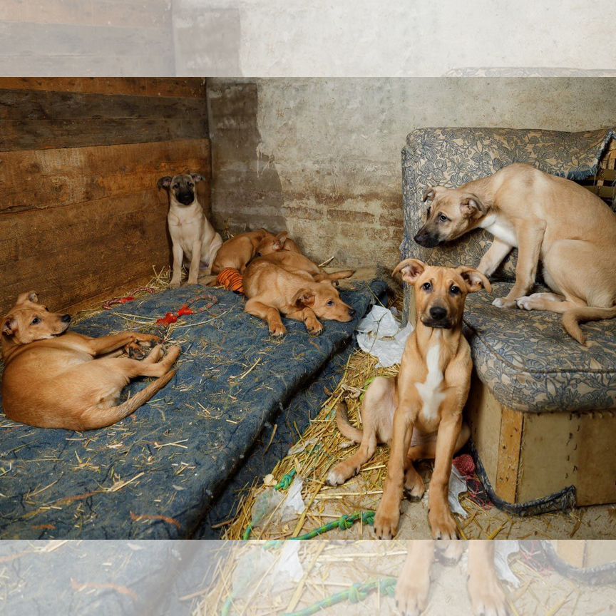 Взрослая, кошка в добрые руки