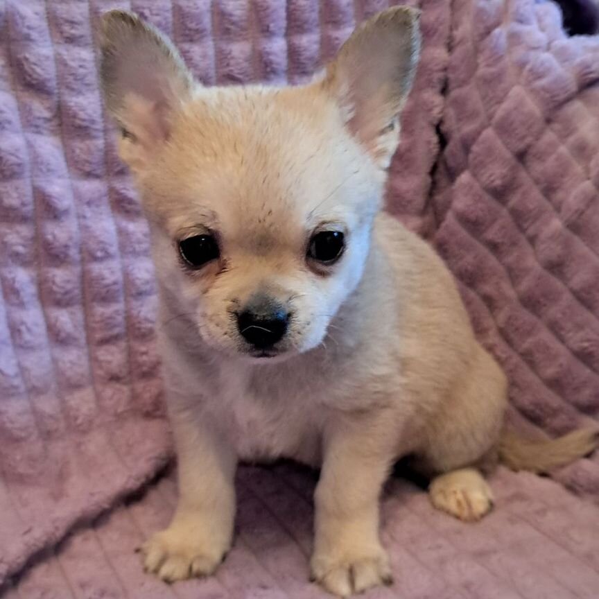 Чихуахуа, щенок