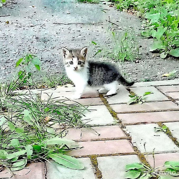 Продам котенка девочка ласковая