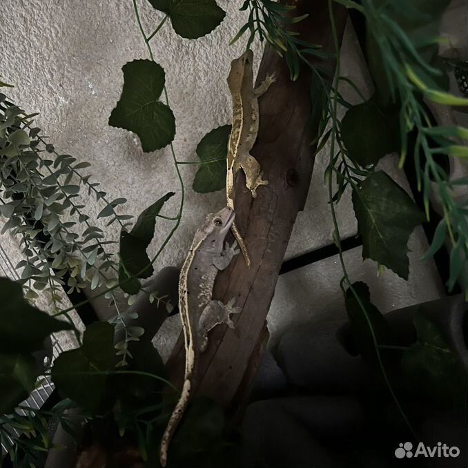 Пара бананоедов