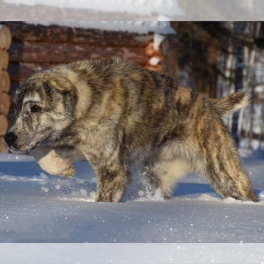 Среднеазиатская овчарка, взрослый пёс