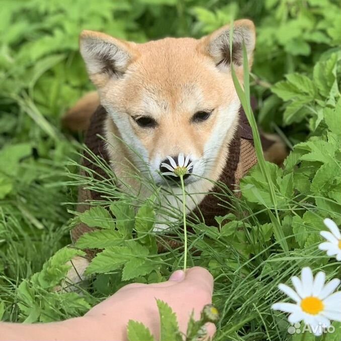 Сиба ину мини