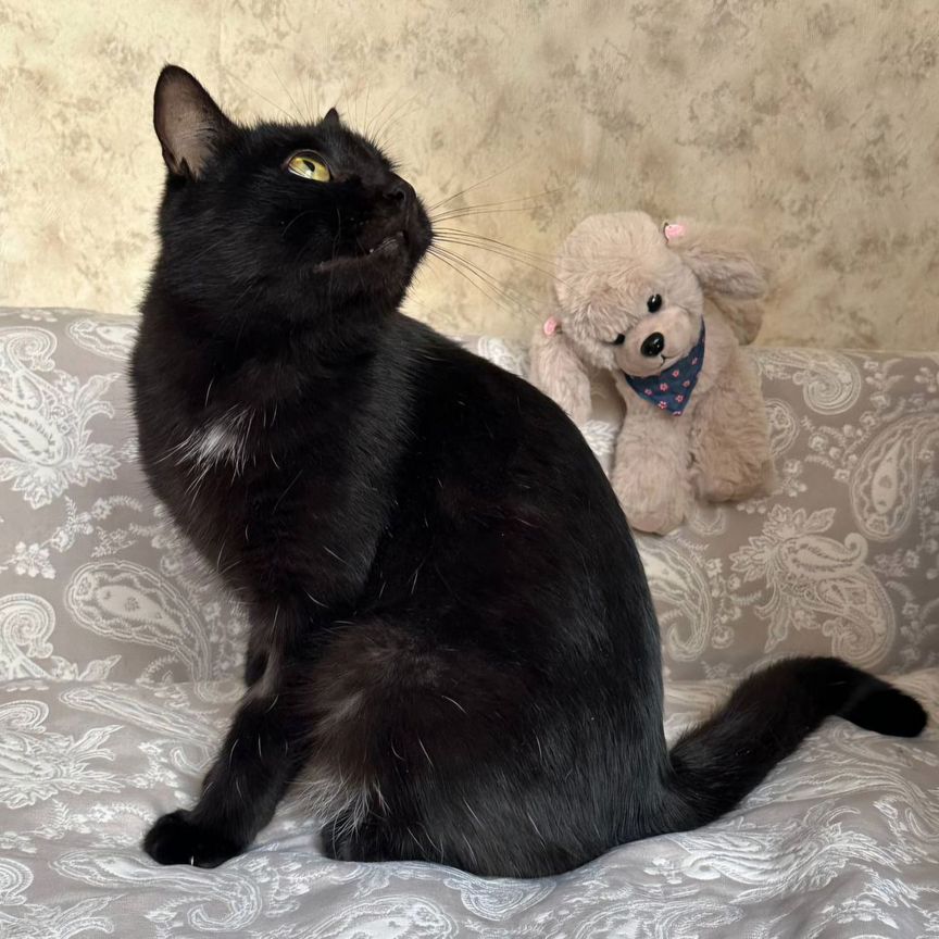 Черный котик в добрые руки