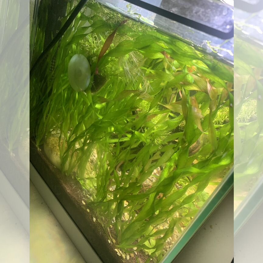 Растение для аквариума