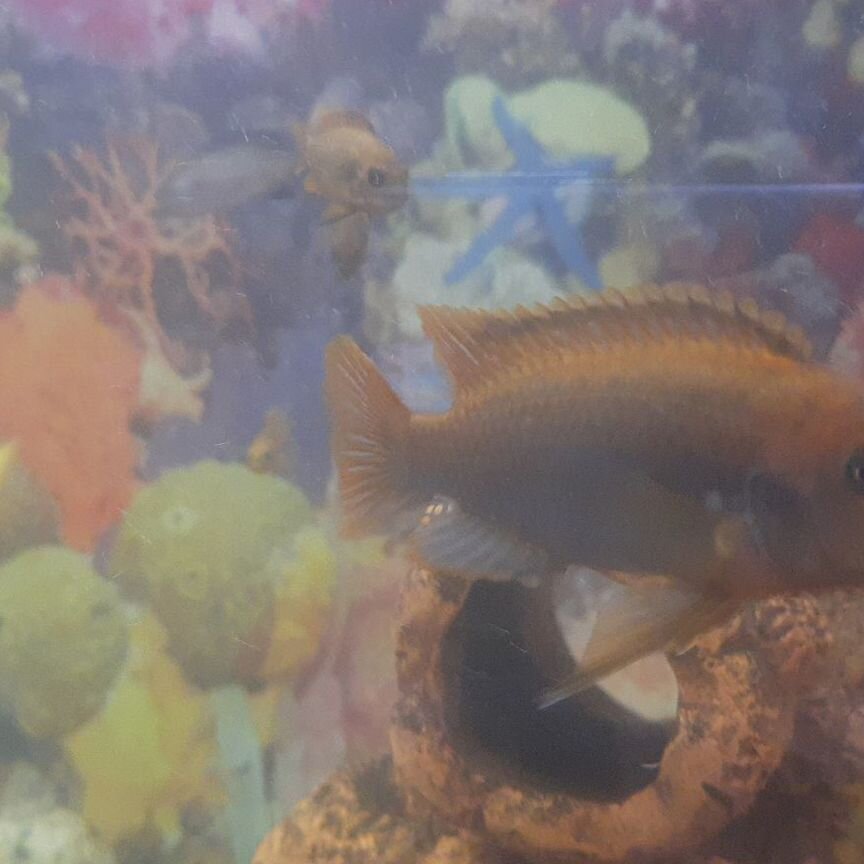 Мальки цихлид