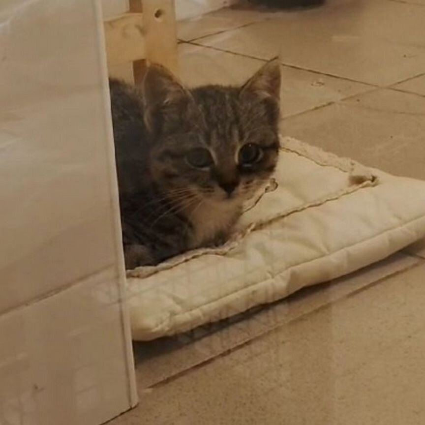 Котенок ищет дом