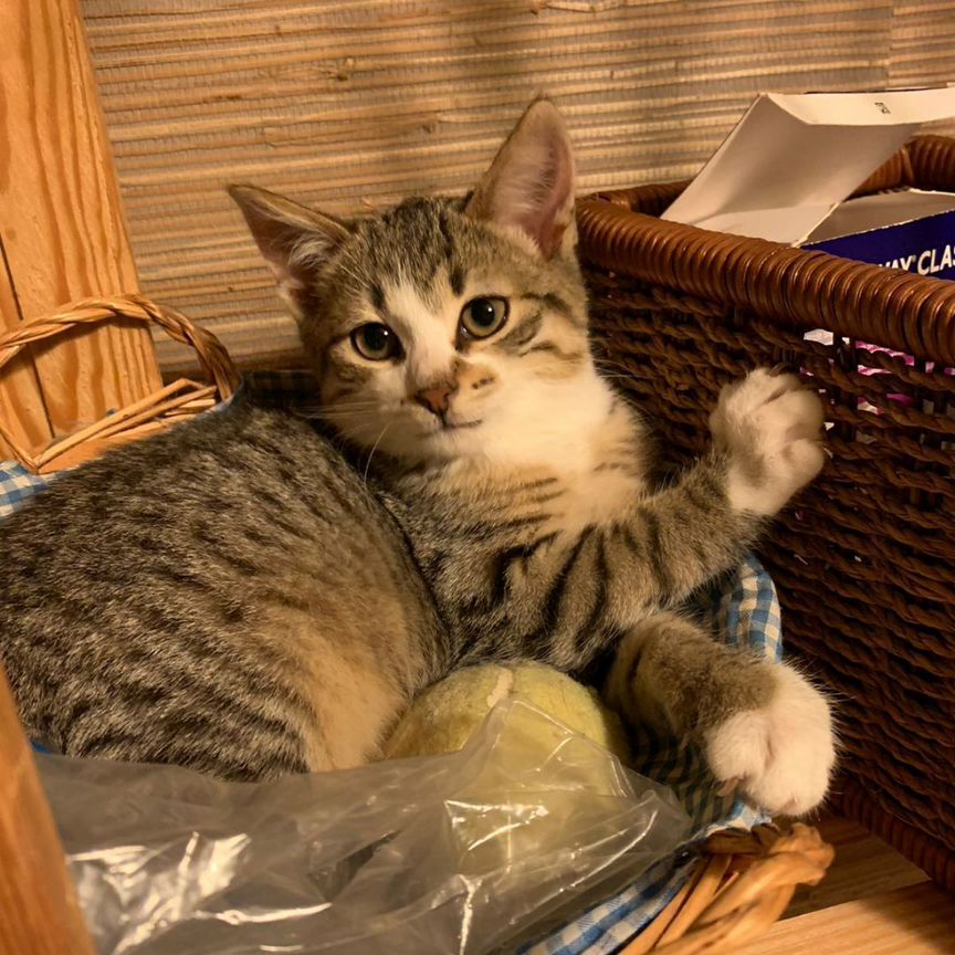 Маленькая леди ищет дом